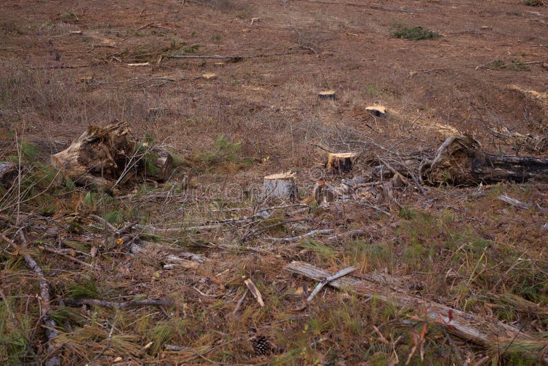Landscape of Tree Stumps in Harvested Pine Forest Stock Photo - Image ...