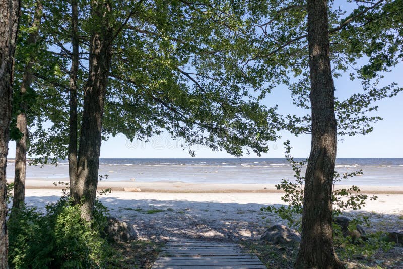 .a Landscape with Tree Trunks Framing the View of the Sea and a Sandy ...