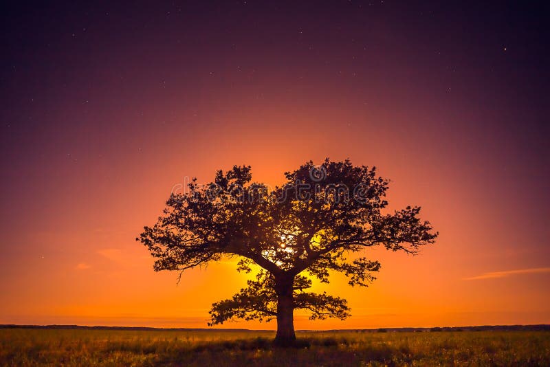 Landscape of a Tree with Warm Moon Light, Contemplation Stock Photo ...