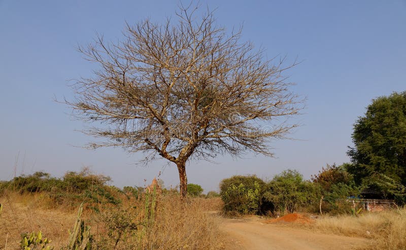Landscape with Trees in Bagan, Myanmar Stock Image - Image of carry ...