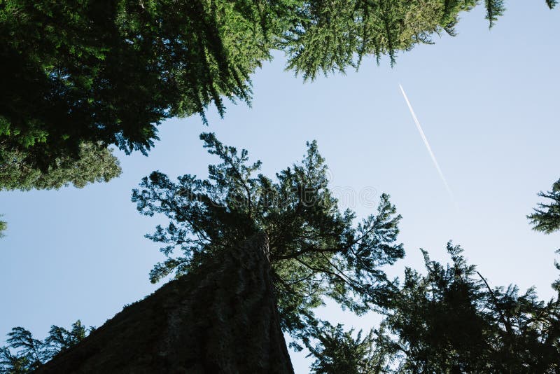 Landscape of Trees from Bottom. Stock Image - Image of trunk, foliage ...