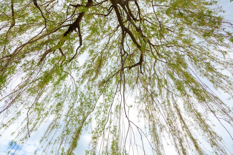 Landscape of Trees Branches Stock Image - Image of beautiful, growth ...