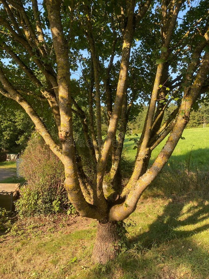 Landscape with Trees and Bushe Stock Image - Image of beautiful, nature ...