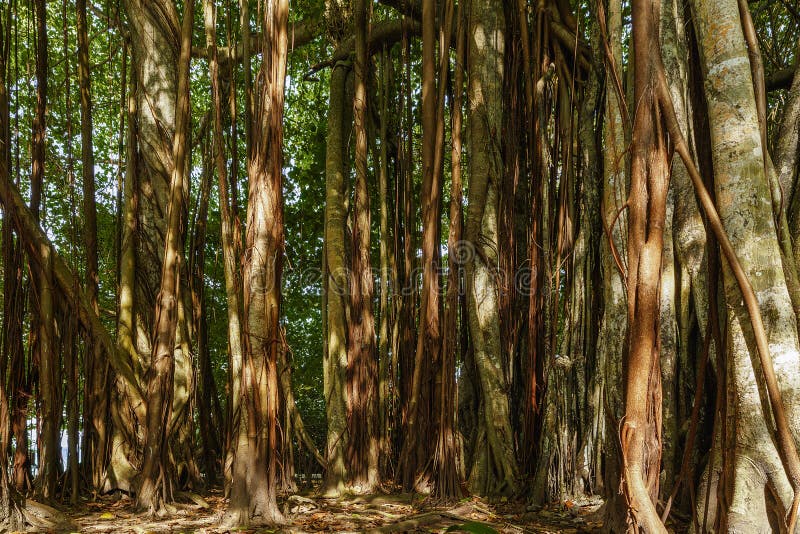 Landscape with Trees on the Edge of an Exotic Jungle Stock Photo ...