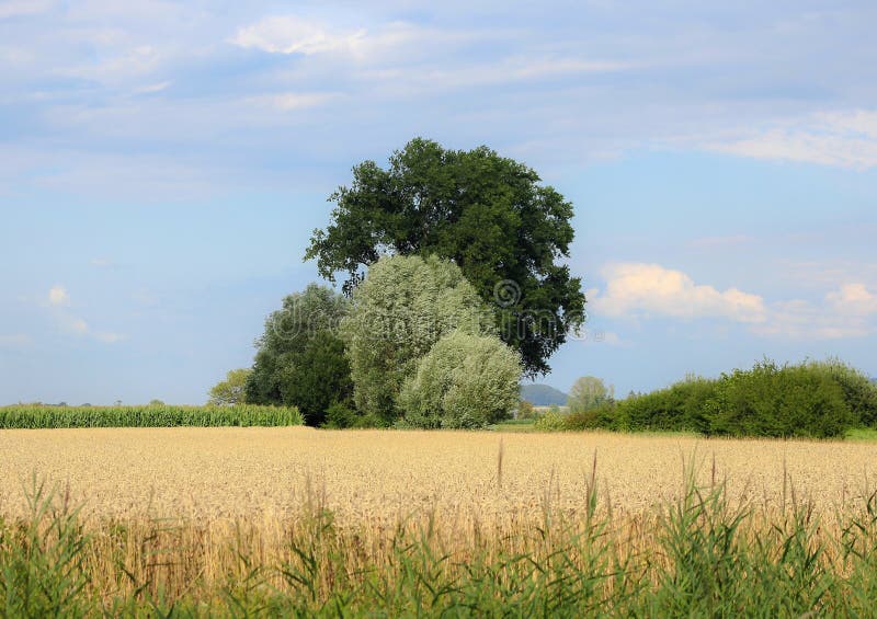 Field and Trees stock image. Image of natural, scenery - 158538093