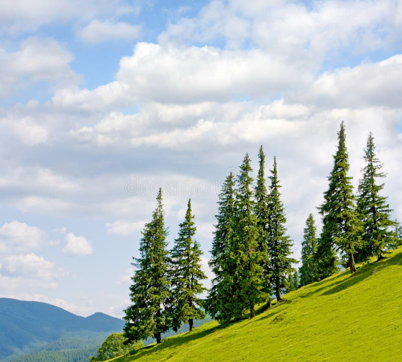 Landscape with Trees on Flank of Hill Stock Image - Image of bent, slim ...