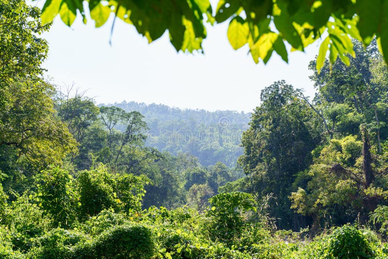 The Landscape of the Trees in the Forest Rich in Nature Stock Photo ...