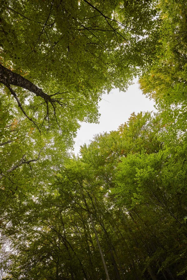 Landscape with Trees in the Forest Seen from Below Stock Image - Image ...