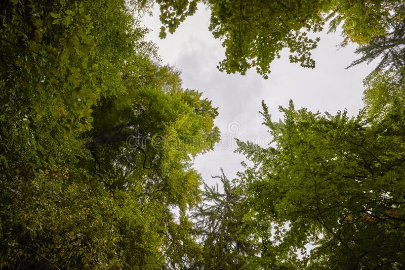 Landscape with Trees in the Forest Seen from Below Stock Photo - Image ...