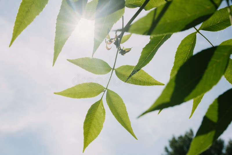 Landscape with Trees with Green Leaves in Clear Daytime Stock Image ...