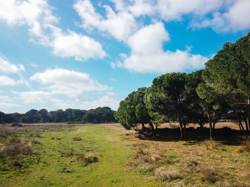 Landscape of Trees on a Greenfield Under a Cloudy Sky Stock Image ...