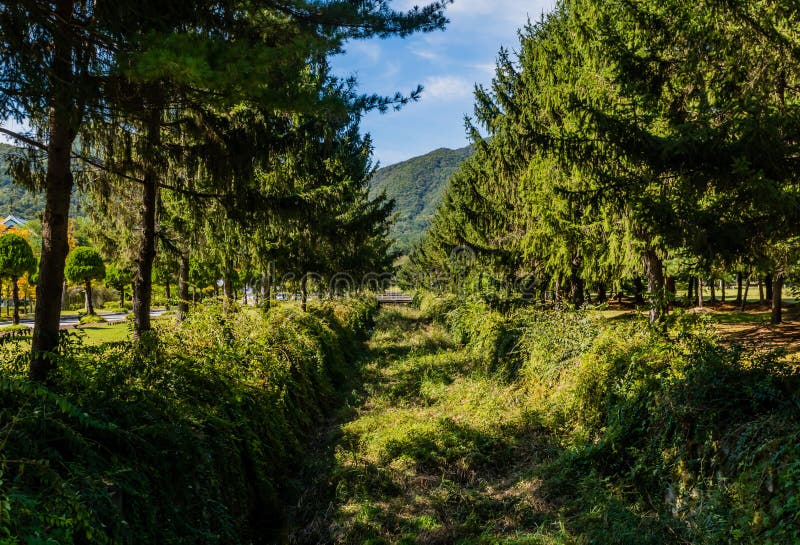 Trees Growing on Edge of Ravine Stock Photo - Image of lined ...
