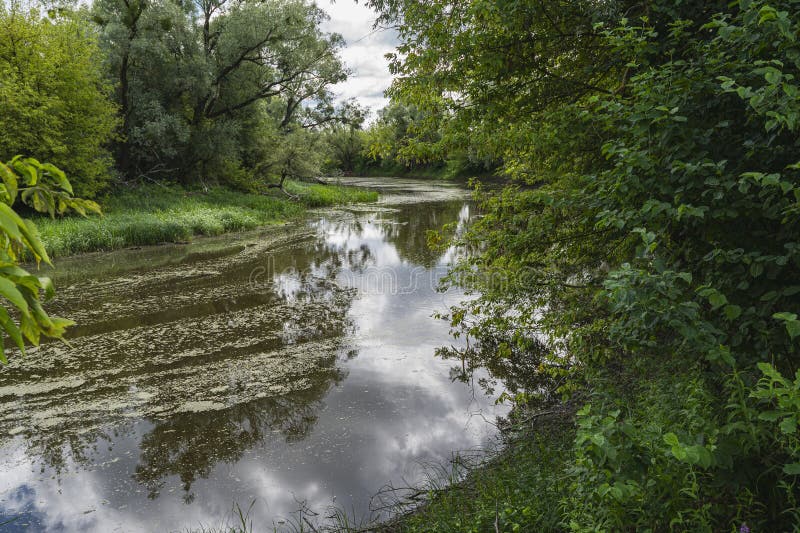 Landscape with Trees Growing on the Shores of the Meander Lake Stock ...