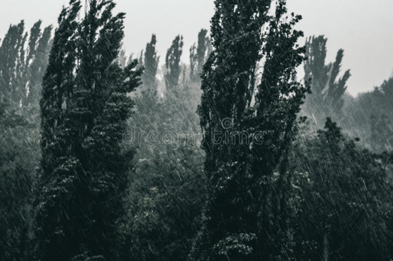 Landscape with Trees in Heavy Summer Rainstorm Stock Image - Image of ...