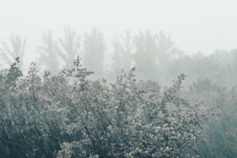 Landscape with Trees in Heavy Summer Rainstorm Stock Photo - Image of ...