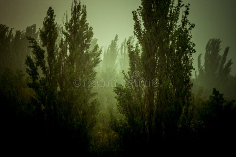 Landscape with Trees in Heavy Summer Rainstorm Stock Image - Image of ...