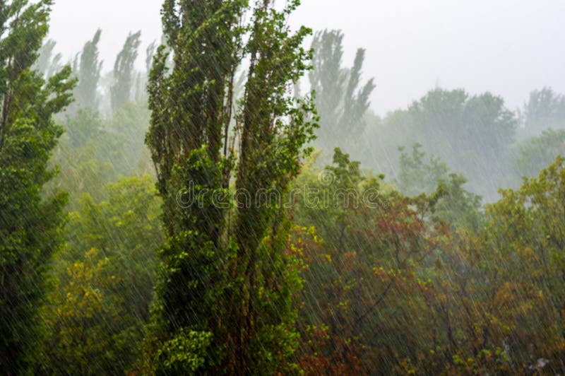 Landscape with Trees in Heavy Summer Rainstorm Stock Image - Image of ...