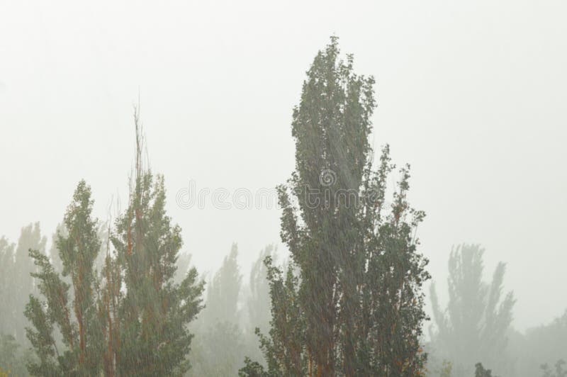 Landscape with Trees in Heavy Summer Rainstorm Stock Photo - Image of ...