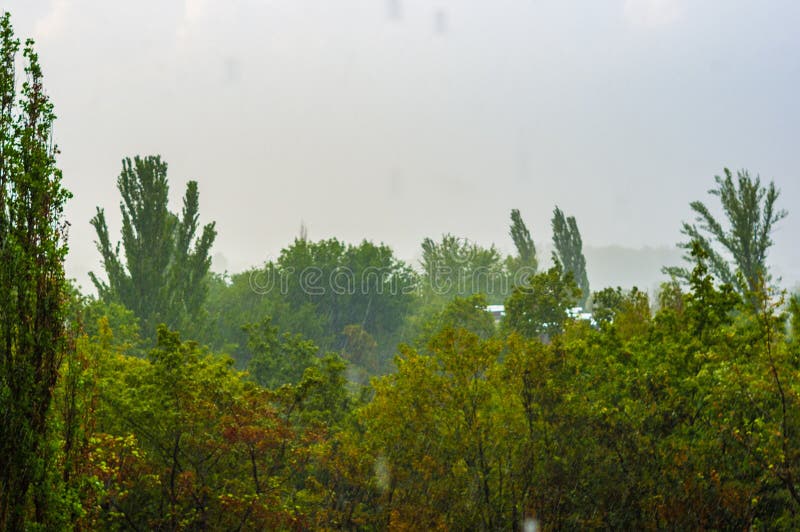 Landscape with Trees in Heavy Summer Rainstorm Stock Photo - Image of ...
