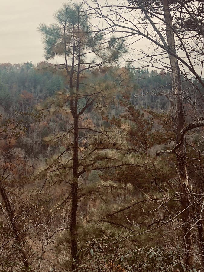 Red river gorge Kentucky stock photo. Image of trees - 134141372