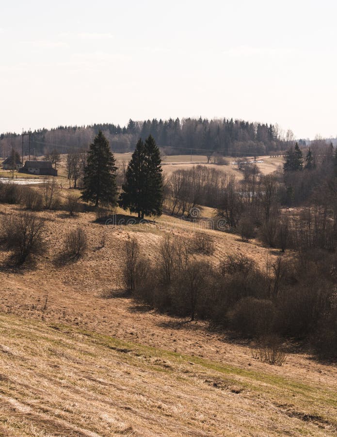 Landscape with Trees without Leaves Stock Image - Image of light ...