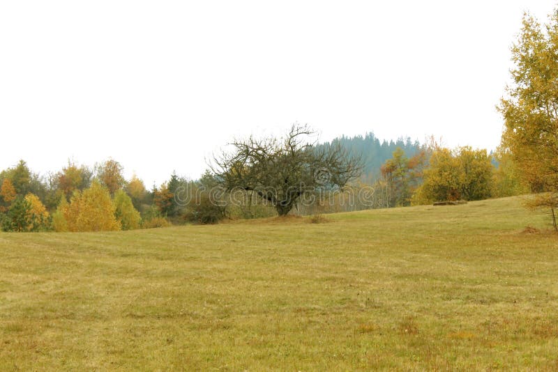Landscape Trees and Meadows Dotted with Fall Colors. Stock Image ...