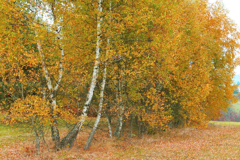 Landscape Trees and Meadows Dotted with Fall Colors. Stock Photo ...