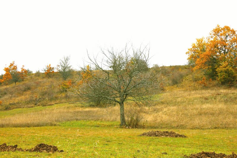 Landscape Trees and Meadows Dotted with Fall Colors. Stock Photo ...