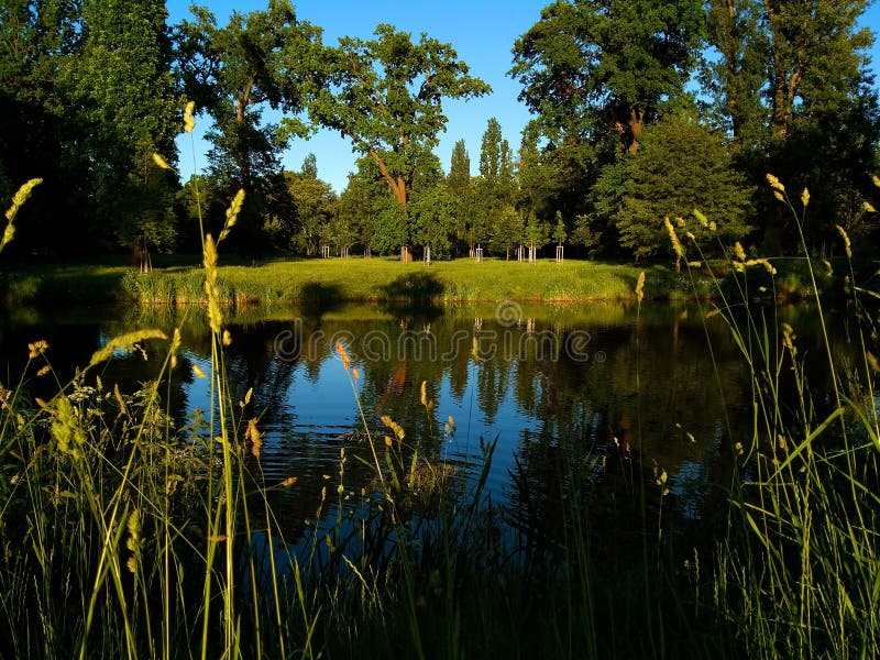 Landscape Trees Near the Water in the Park Stock Image - Image of ...