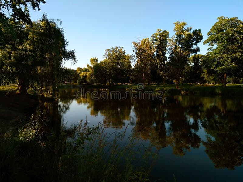 Landscape Trees Near the Water in the Park Stock Photo - Image of ...