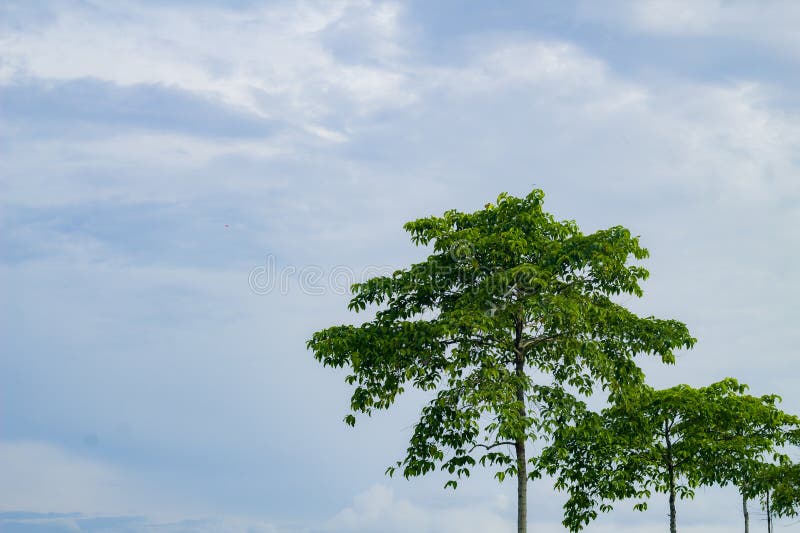 Landscape Trees Negative Space Sky Background Stock Image - Image of ...