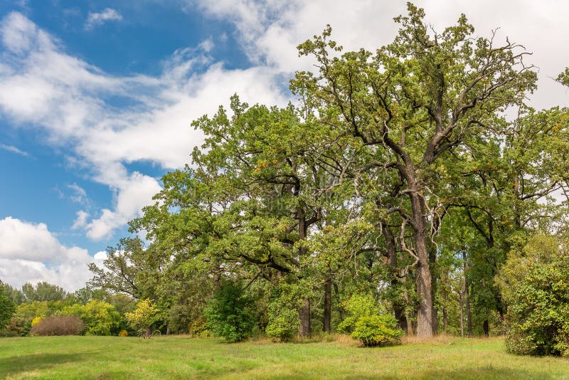 Landscape Trees Oaks in a Clearing. Beautiful Summer Nature Stock Image ...