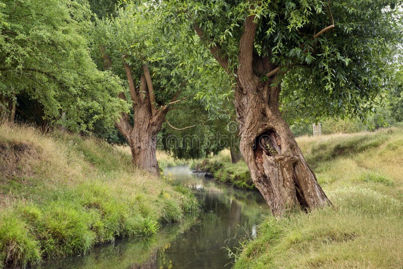 Landscape or Trees Overhanging Summer Stream Reflections at Dawn Stock ...