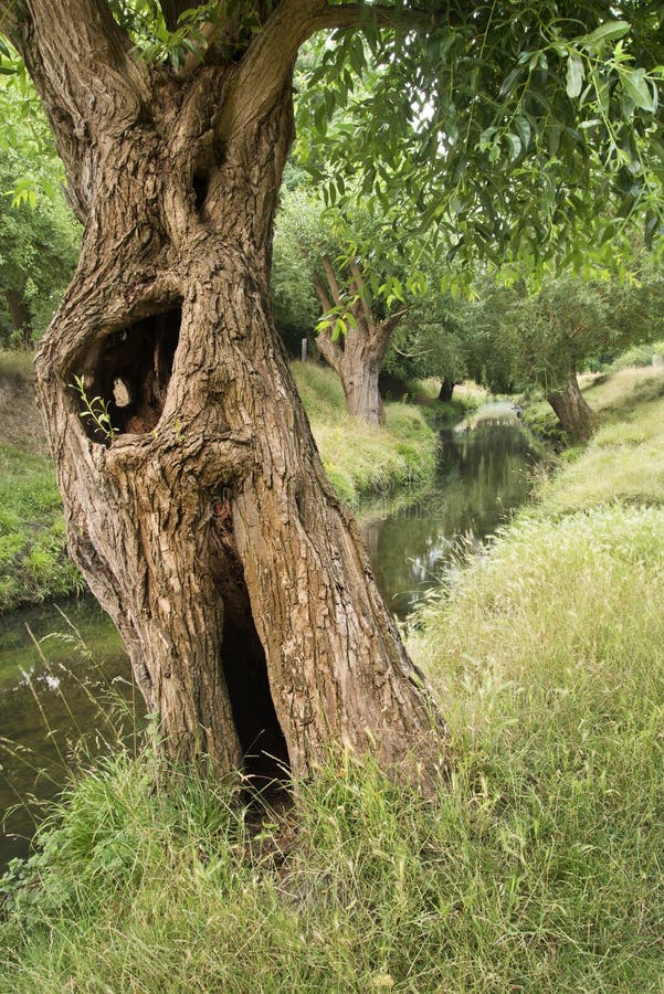 Landscape or Trees Overhanging Summer Stream Reflections at Dawn Stock ...