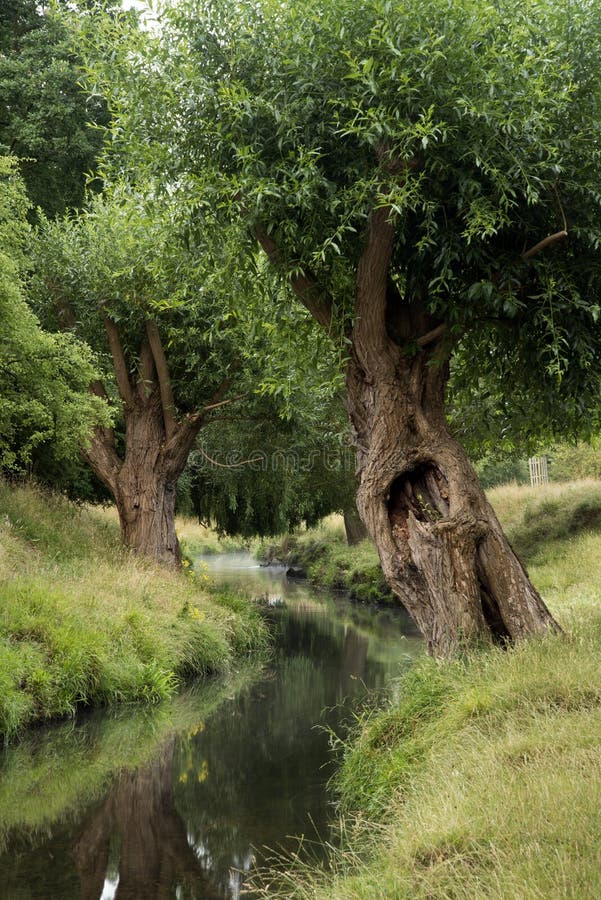 Landscape or Trees Overhanging Summer Stream Reflections at Dawn Stock ...