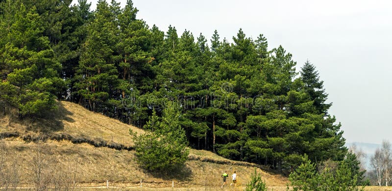 Landscape with trees stock photo. Image of trees, road - 225194282