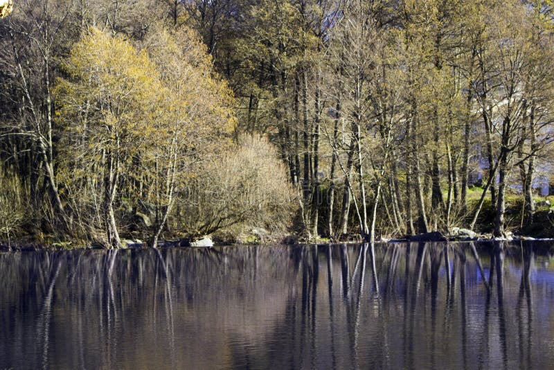 Landscape with Trees and a River Stock Photo - Image of green, scene ...