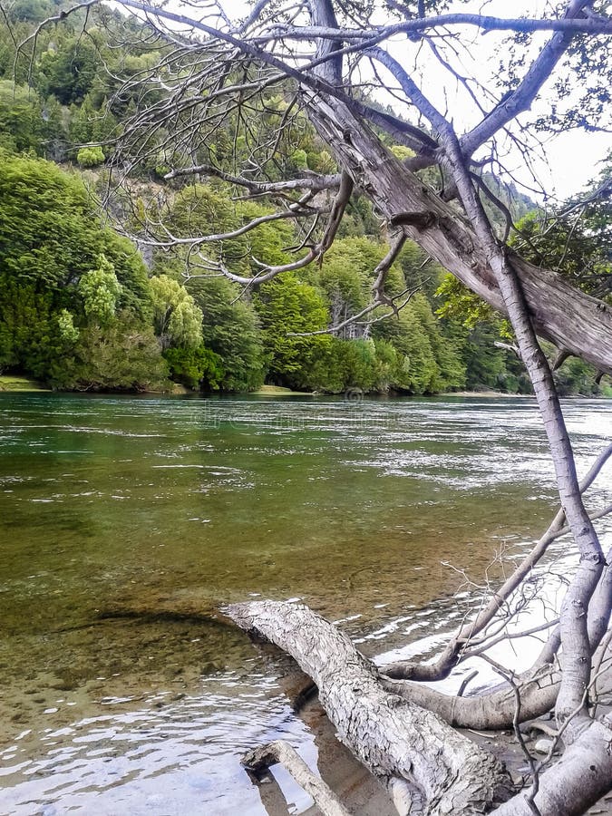 Landscape: the Trees and the River Stock Photo - Image of exterior ...