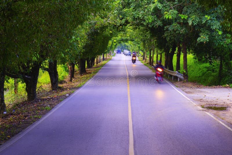 Landscape of the Trees with the Route Stock Image - Image of trip ...