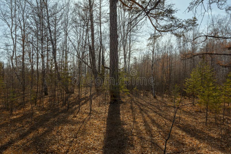 Landscape with Trees. Trees Shadow Sun Shining in the Evening Light ...