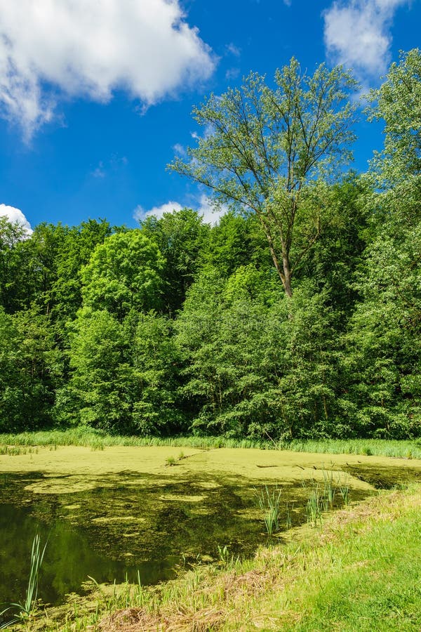 Landscape with Trees and a Small Lake Stock Photo - Image of idyll ...