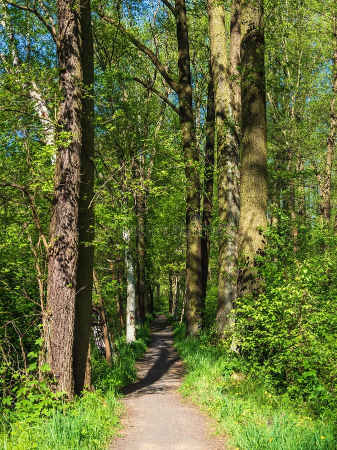 Landscape with Trees in the Spreewald Area, Germany Stock Photo - Image ...