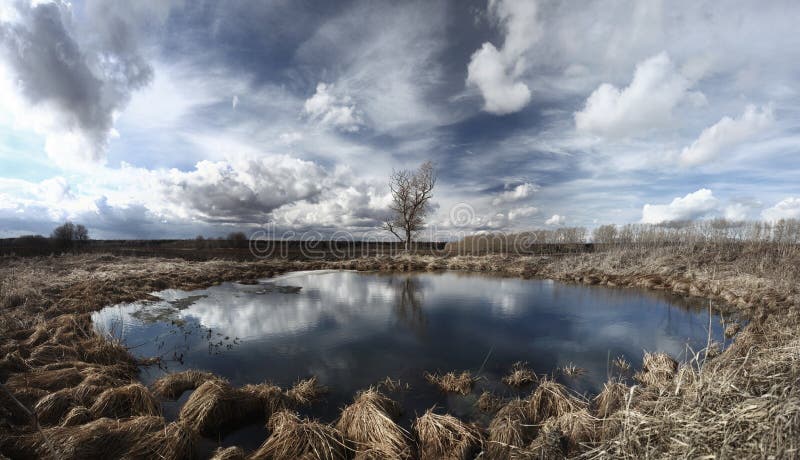Landscape Trees in Swampy Field Stock Photo - Image of outdoors ...