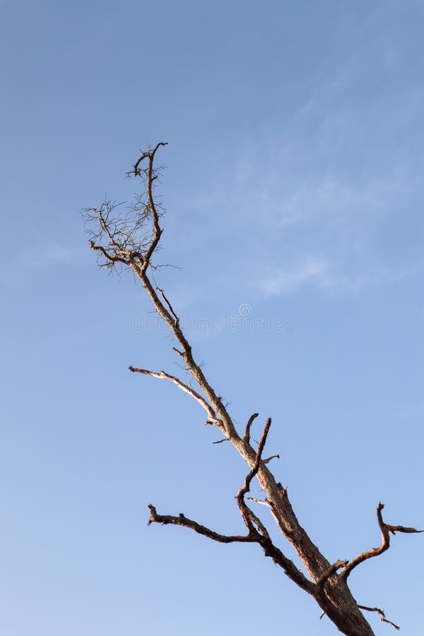 Dead Trees and Clear Blue Skies Stock Photo - Image of branch, blue ...