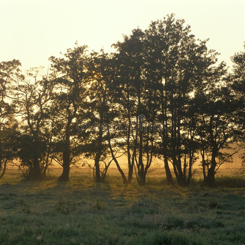 Landscape with Trees in Twilight Stock Photo - Image of nature, sunrise ...