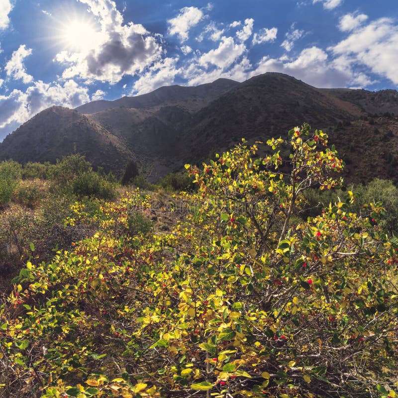 Landscape with Trees in Valley in Mountains Under Sky with Sun and ...