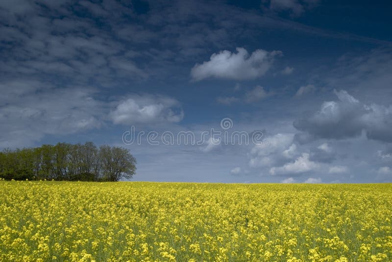 Landscape in tricolor stock image. Image of landscape - 11575511