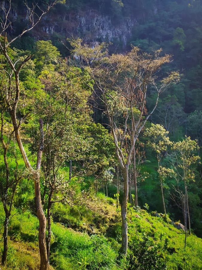 Landscape Tropical Forest Around Kali Pancur Waterfall Area Stock Image ...