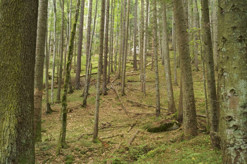 Landscape with Trunks of Trees - Beech Forest Stock Image - Image of ...