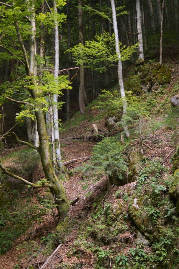 Landscape with Trunks of Trees - Pine Forest Stock Image - Image of ...